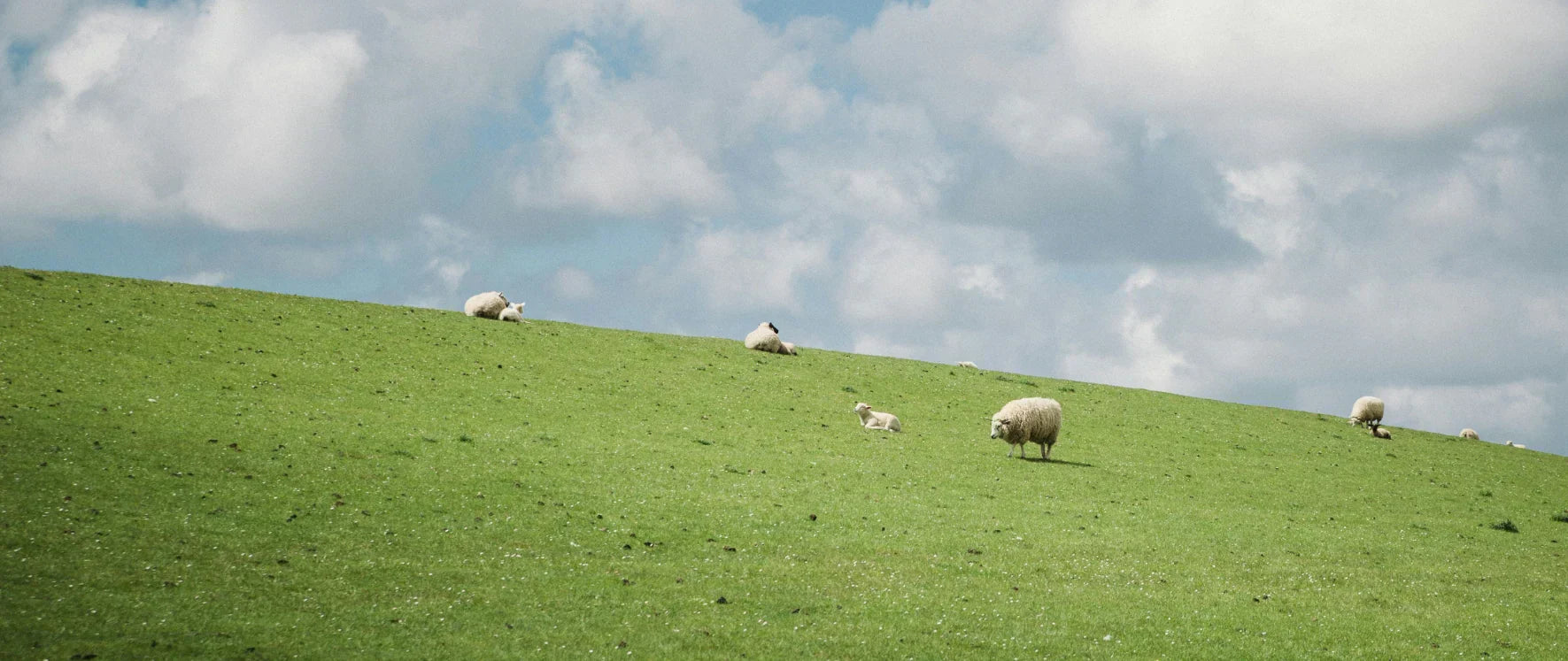 Unleashing the superpowers of wool – Wool Life